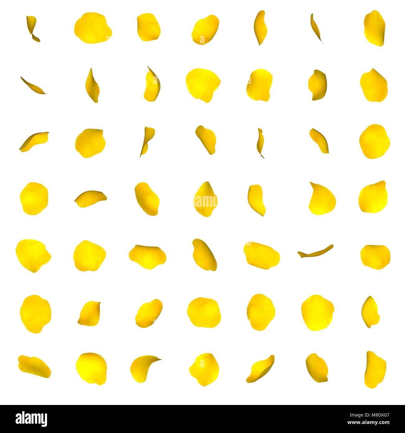 A big set of yellow rose petals in different angles. White isolated ...