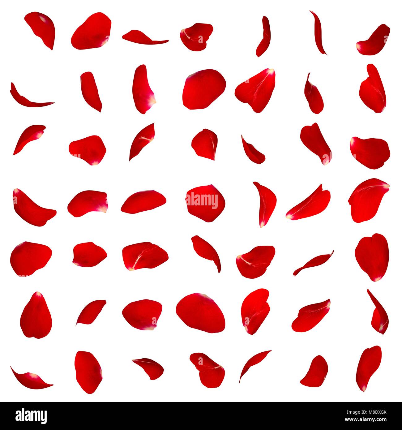 A big set of red rose petals in different angles. White isolated ...