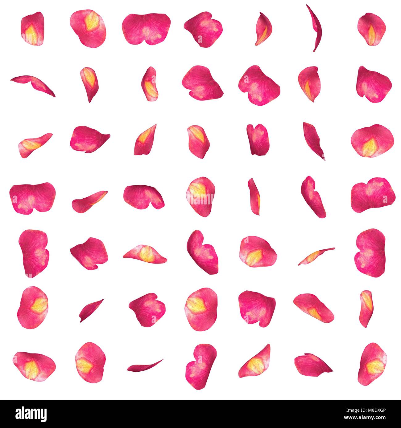 A big set of red rose petals in different angles. White isolated ...