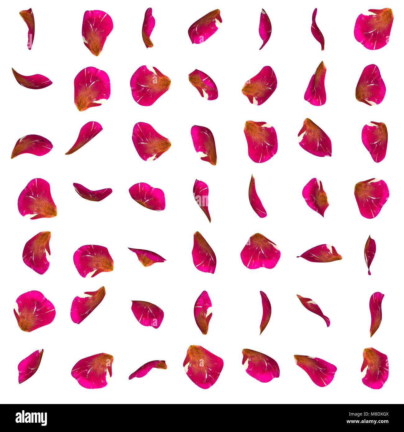 A big set of red rose petals in different angles. White isolated ...