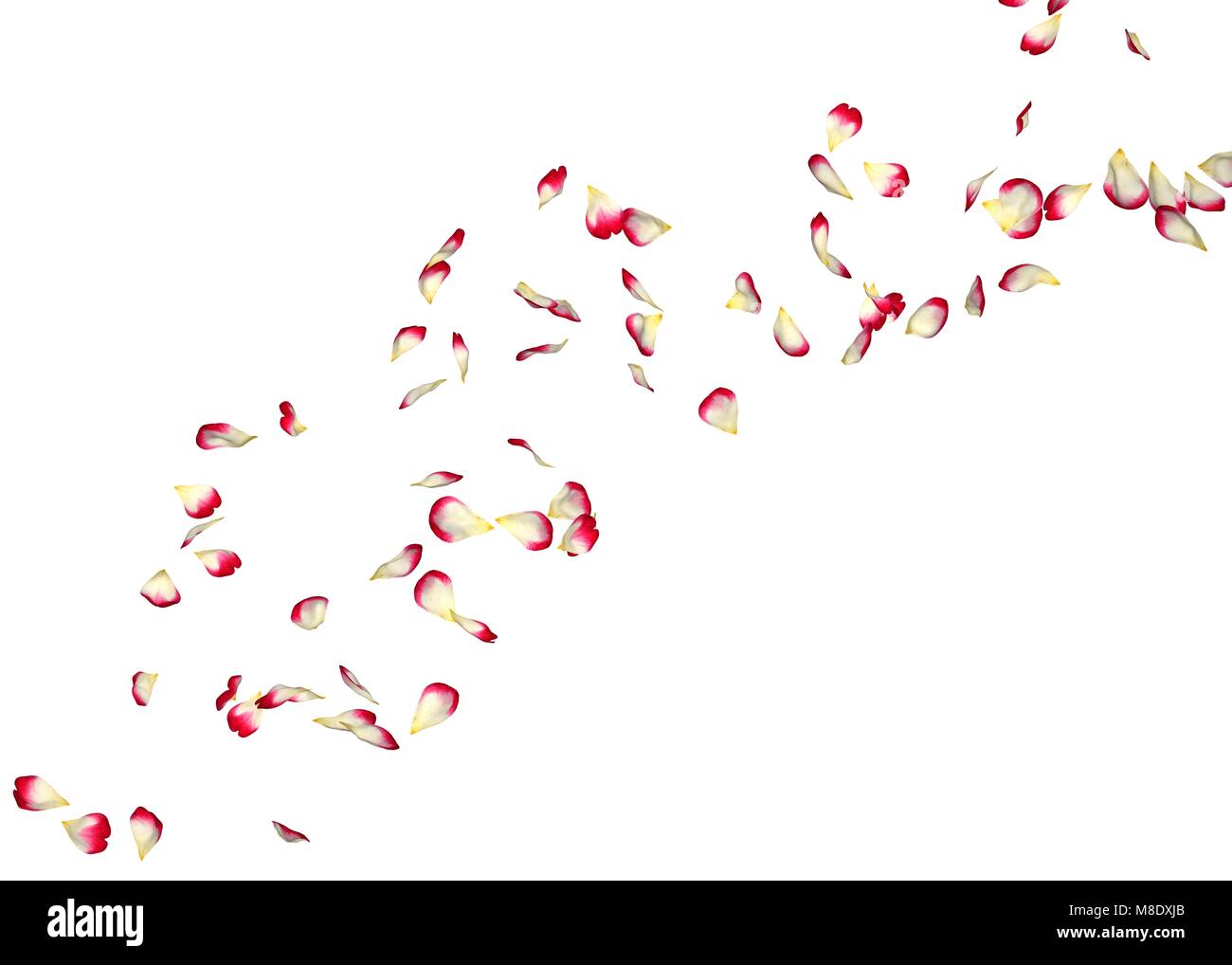 Red rose petals fly in a circle. The center free space for Your photos ...