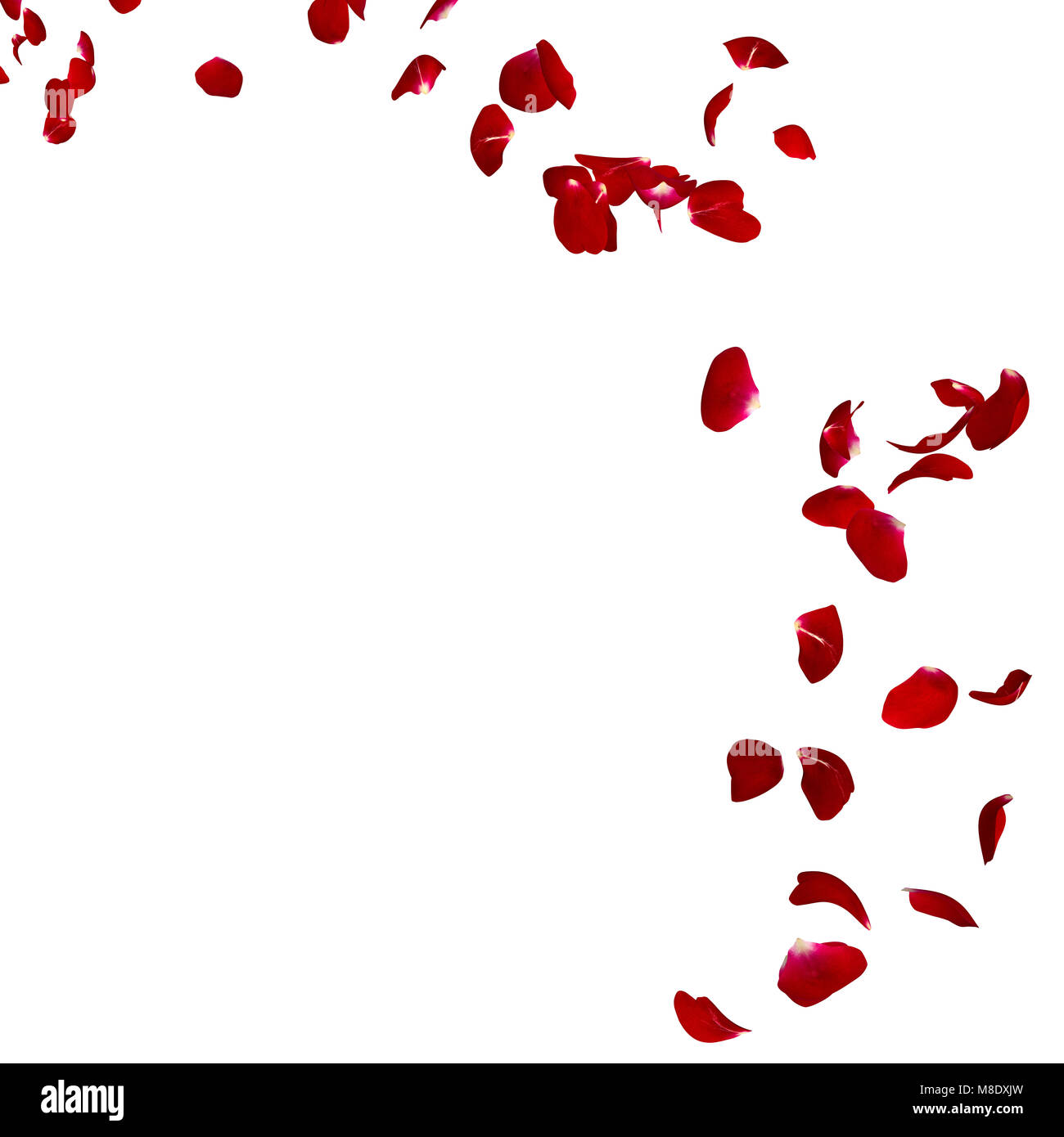 The petals of a dark red rose fly far into the distance. White isolated ...