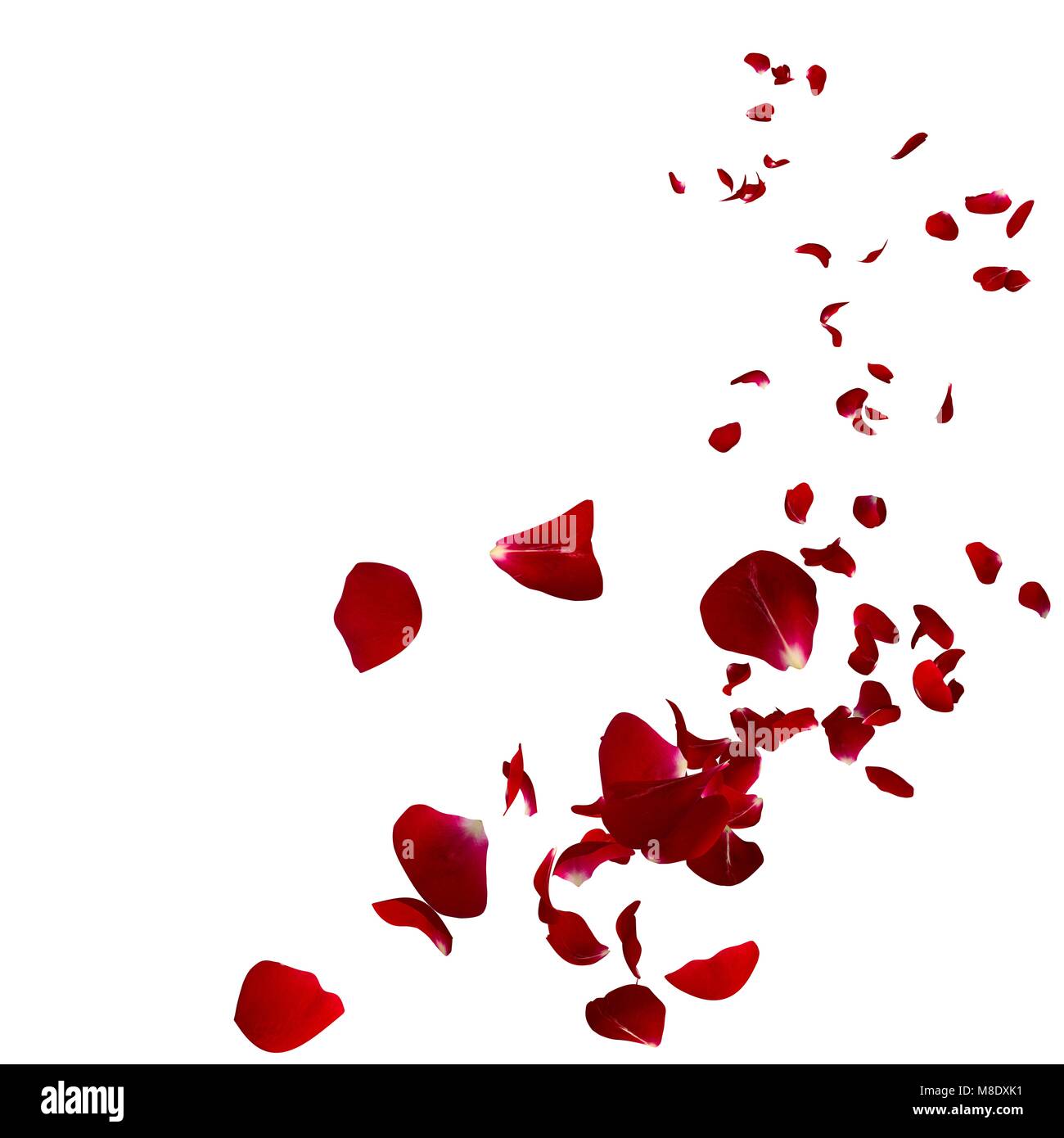 The petals of a dark red rose fly far into the distance. White isolated ...