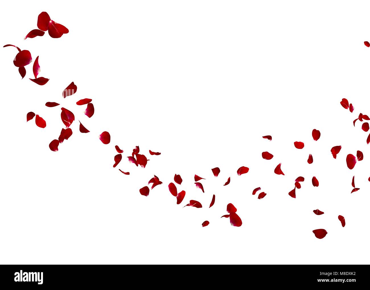 The petals of a dark red rose fly far into the distance. White isolated ...