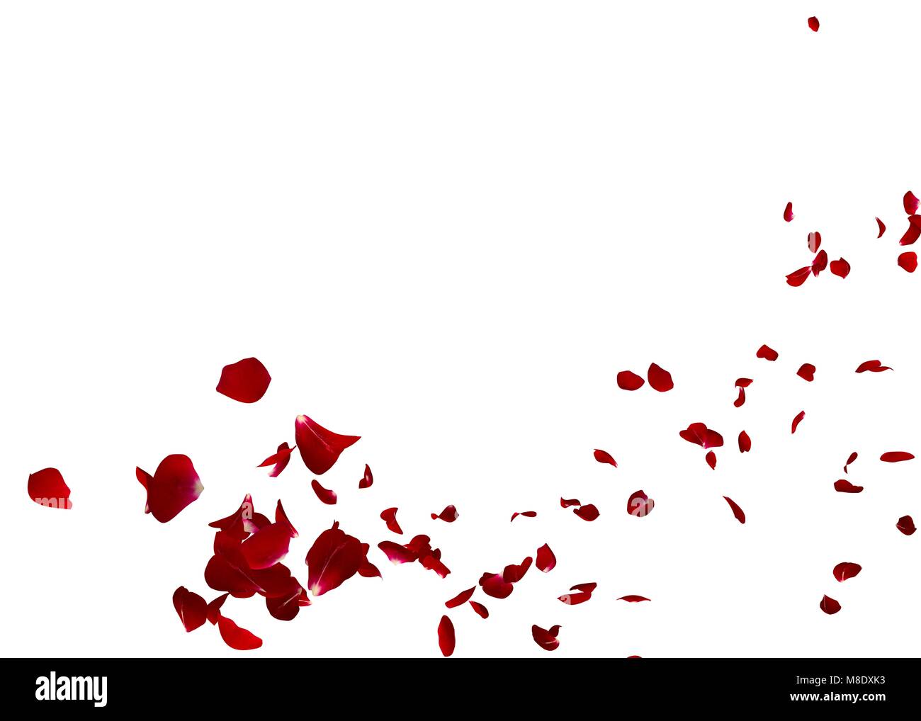 The petals of a dark red rose fly far into the distance. White isolated ...