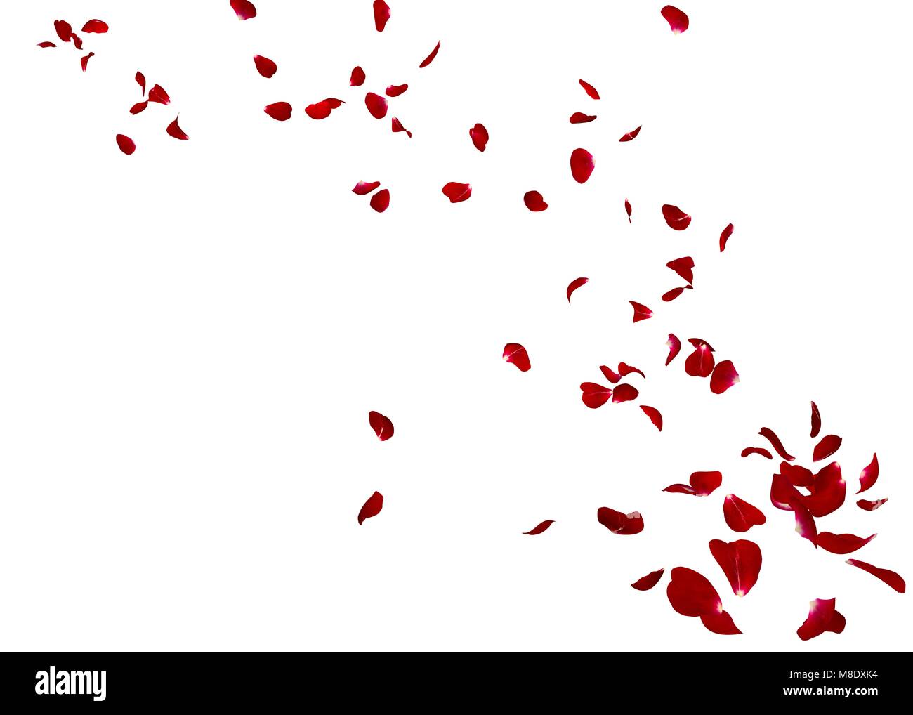 The petals of a dark red rose fly far into the distance. White isolated ...