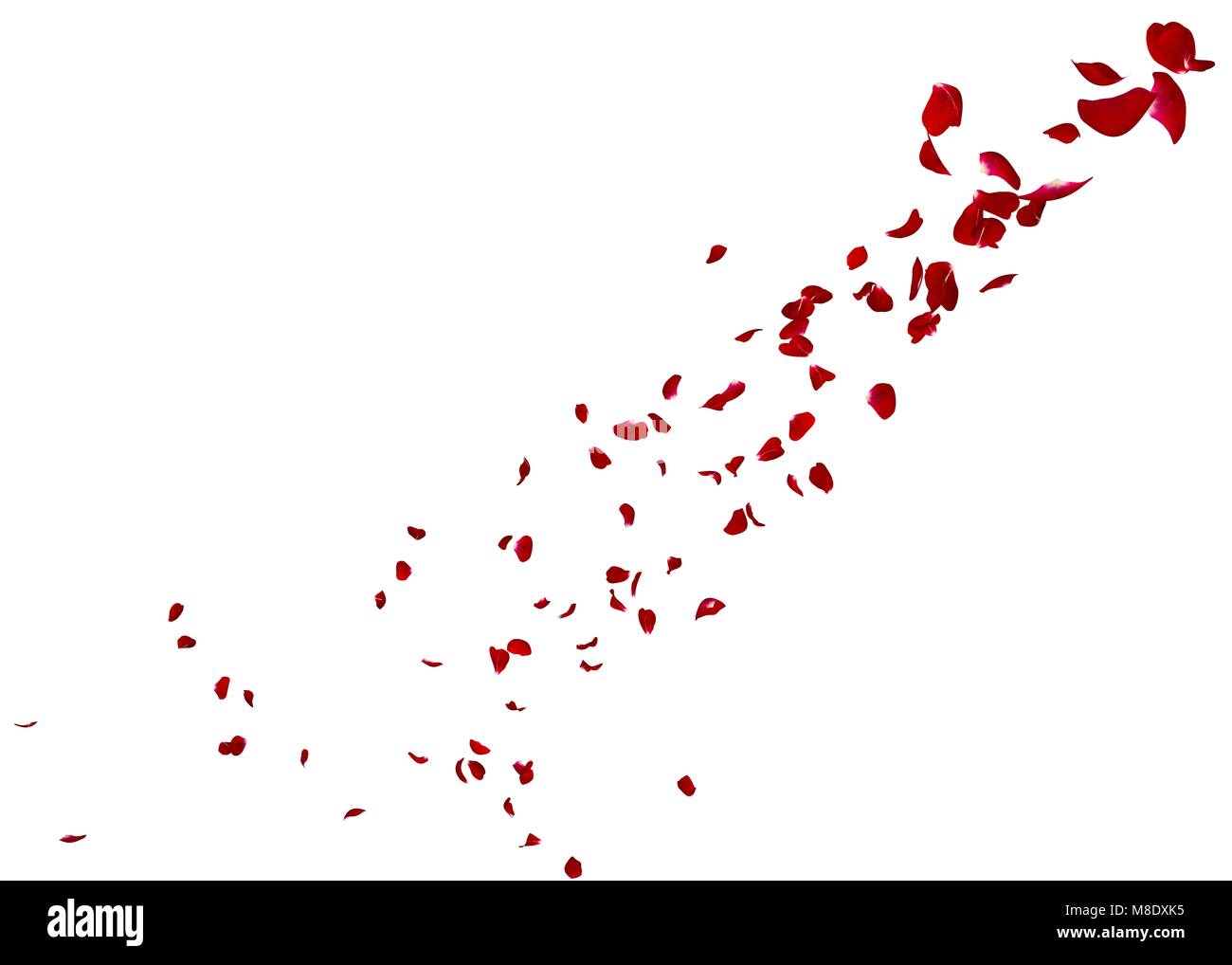 The petals of a dark red rose fly far into the distance. White isolated ...