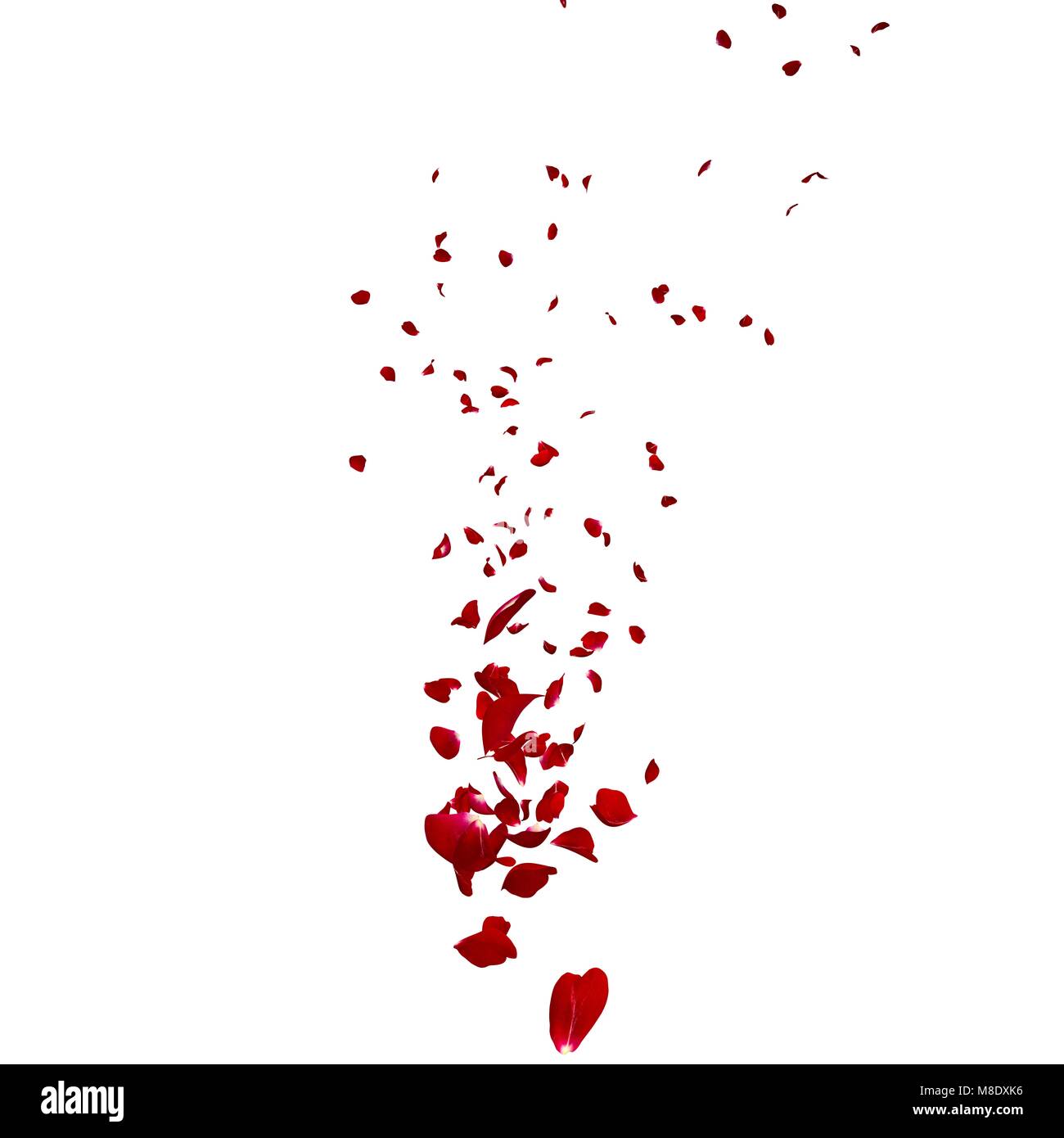 The petals of a dark red rose fly far into the distance. White isolated ...