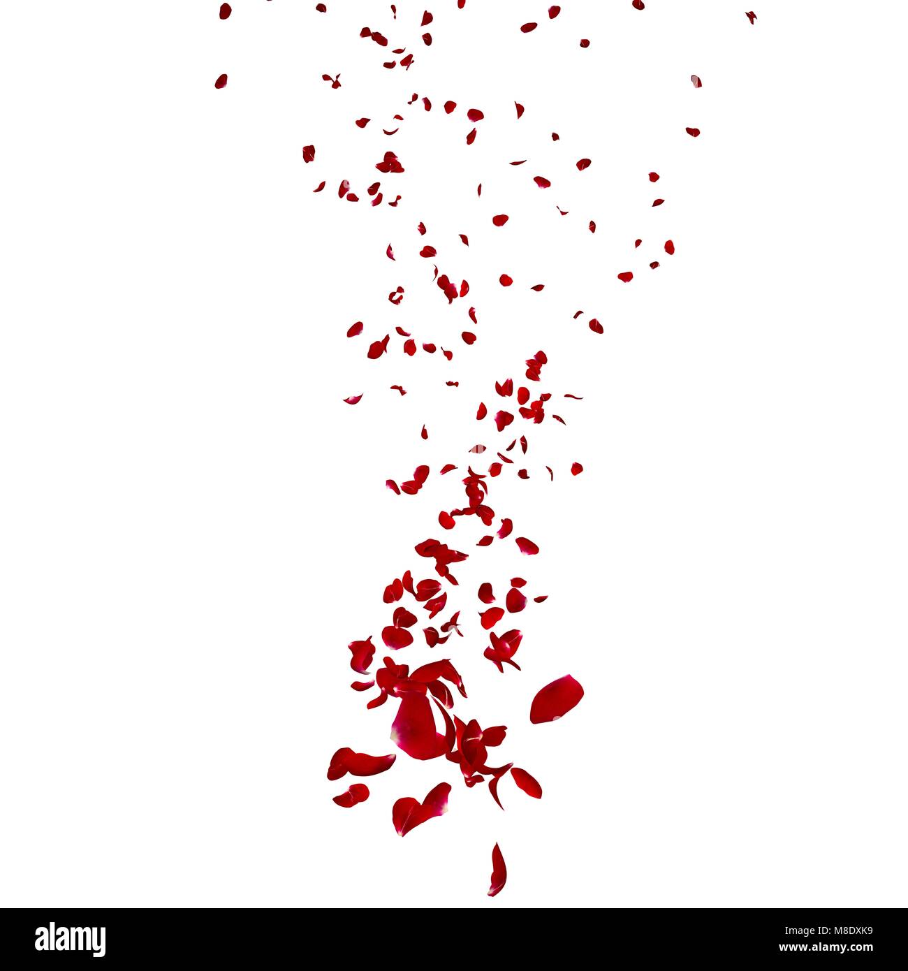 The petals of a dark red rose fly far into the distance. White isolated ...