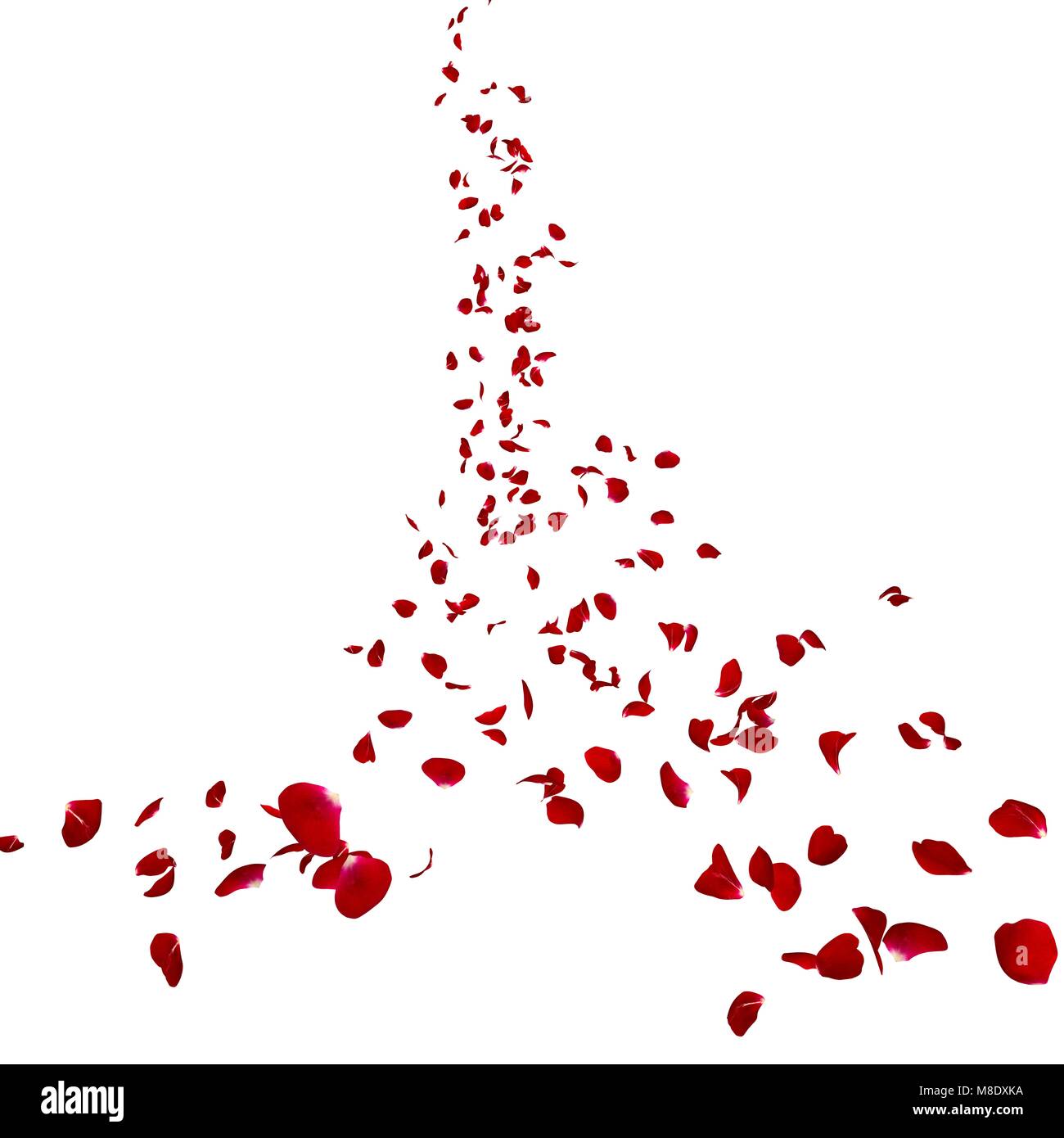 The petals of a dark red rose fly far into the distance. White isolated ...