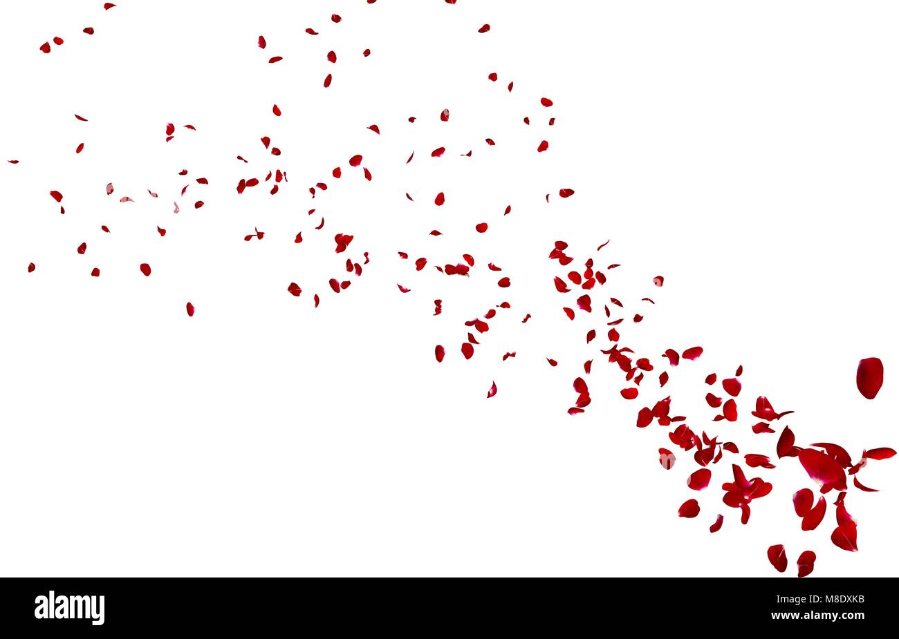 The petals of a dark red rose fly far into the distance. White isolated ...