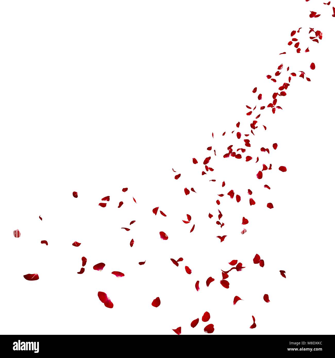 The petals of a dark red rose fly far into the distance. White isolated ...