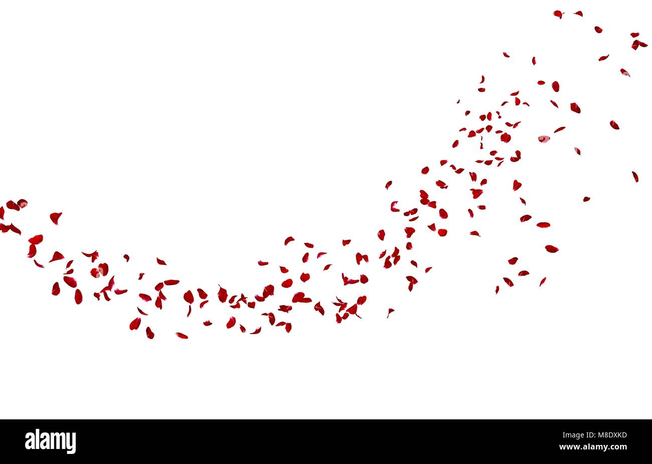 The petals of a dark red rose fly far into the distance. White isolated ...