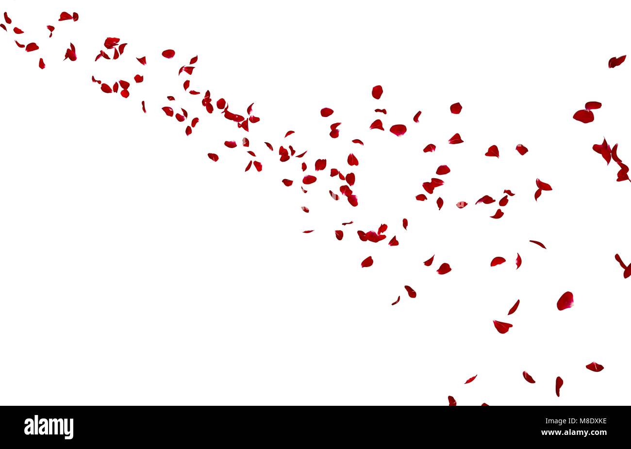 The petals of a dark red rose fly far into the distance. White isolated ...