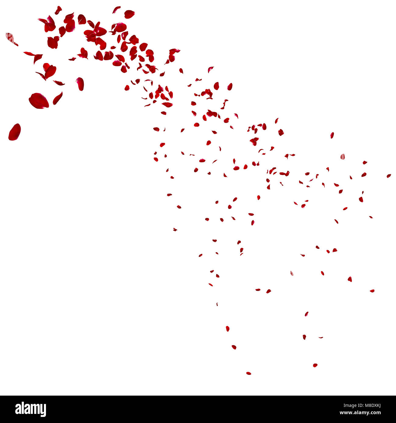 The petals of a dark red rose fly far into the distance. White isolated ...