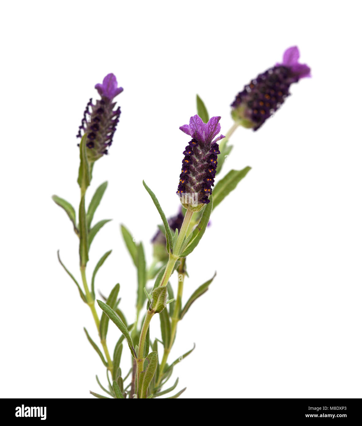 Lavandula stoechas, the Spanish lavender isolated on white Stock Photo ...
