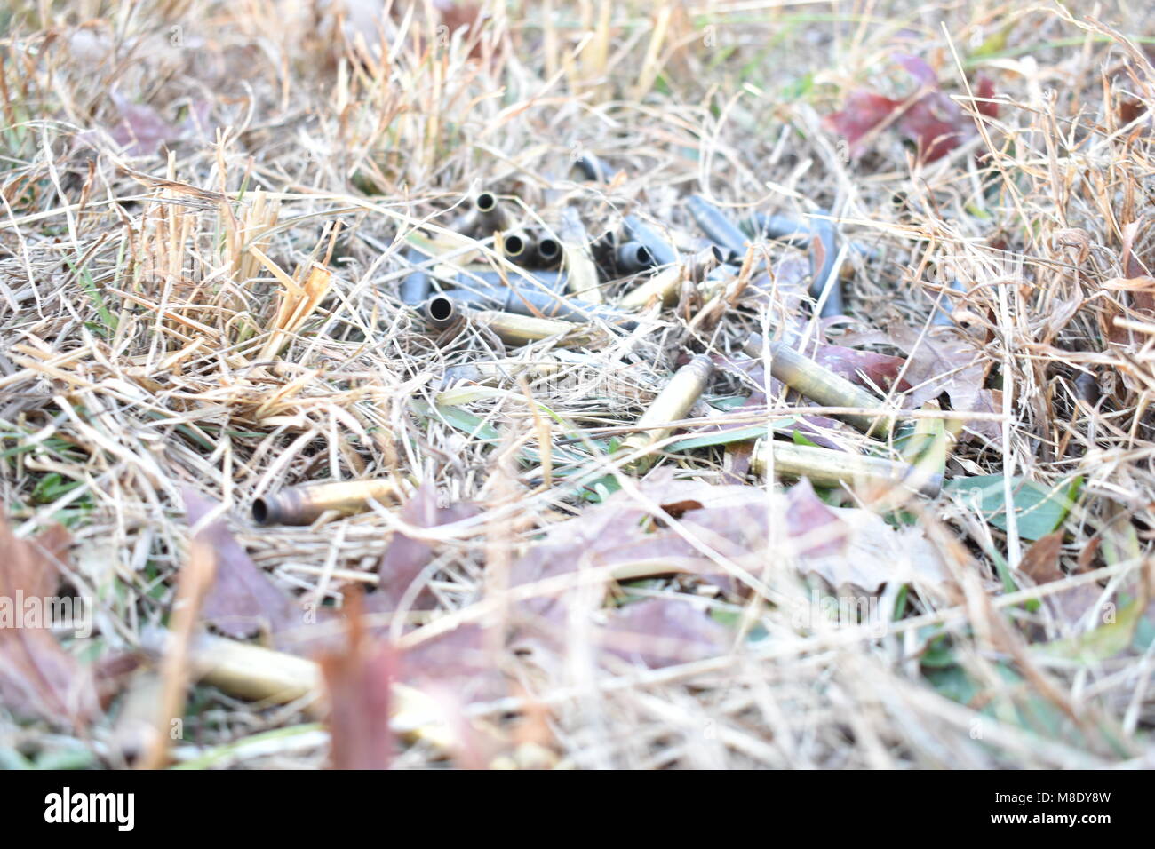 spent shells on the grass Stock Photo - Alamy