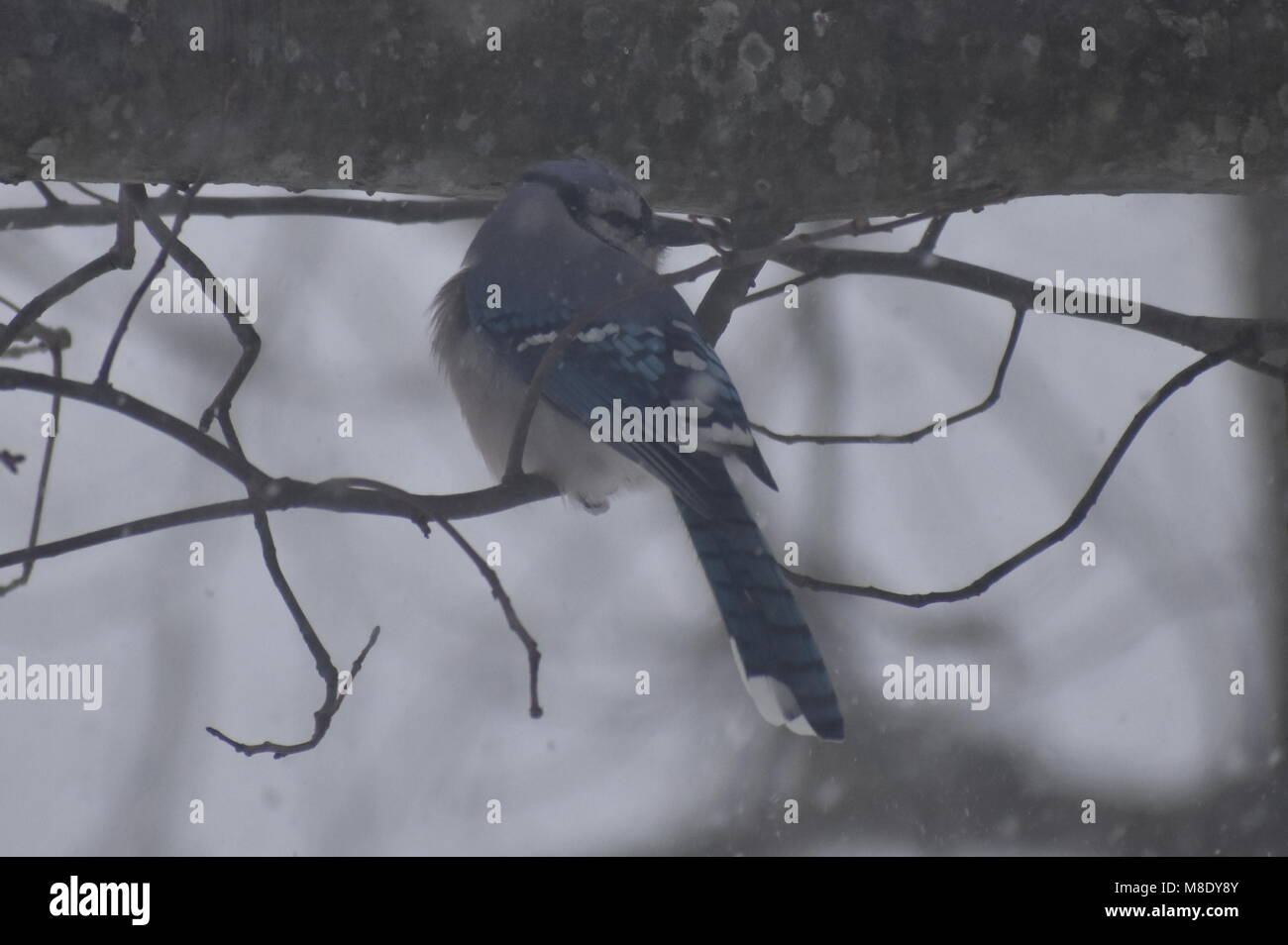 Blue bird on a limb Stock Photo - Alamy