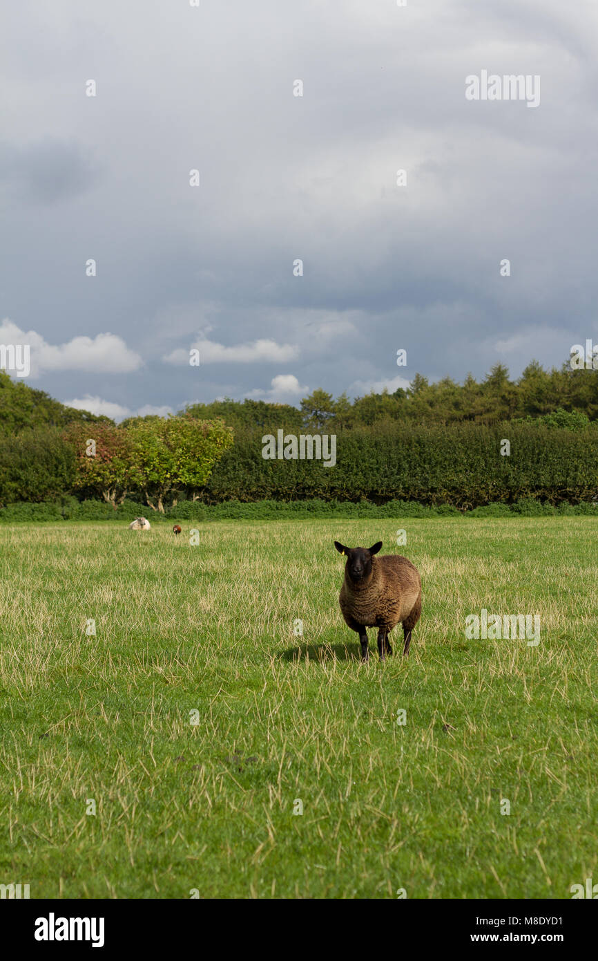 Black sheep alone in a field Stock Photo - Alamy Black sheep alone in a field Stock Photo - Alamy