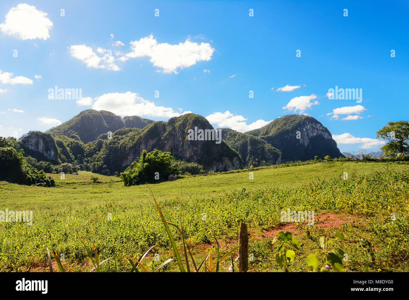Panorama of the Vinales Valley with the Mogotes Stock Photo - Alamy