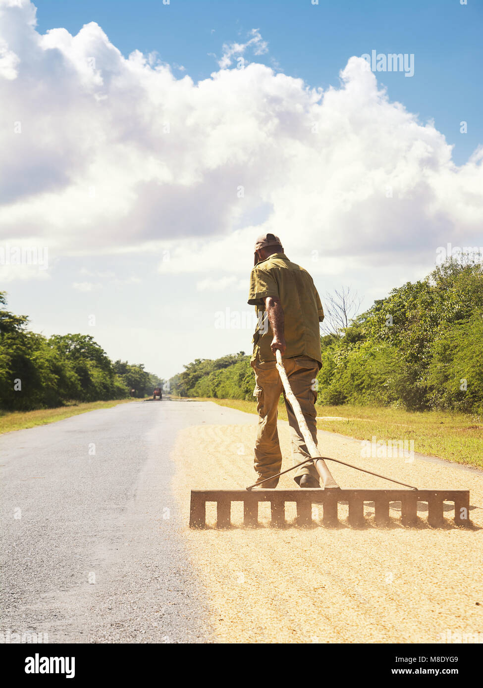 Cuban farmer raises rice to dry it on the road Stock Photo - Alamy