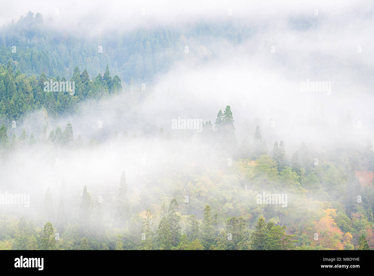 Misty background with pine forset in Autumn Mishima Fukushima Japan ...