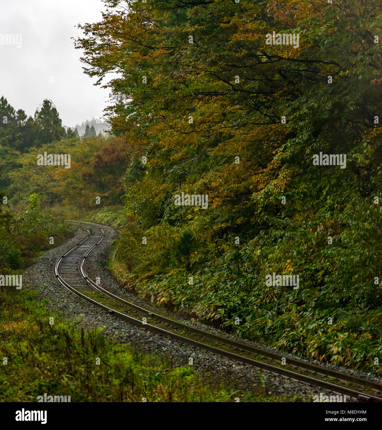 empty railroad track in autumn forest at Fukushima Japan Stock Photo ...