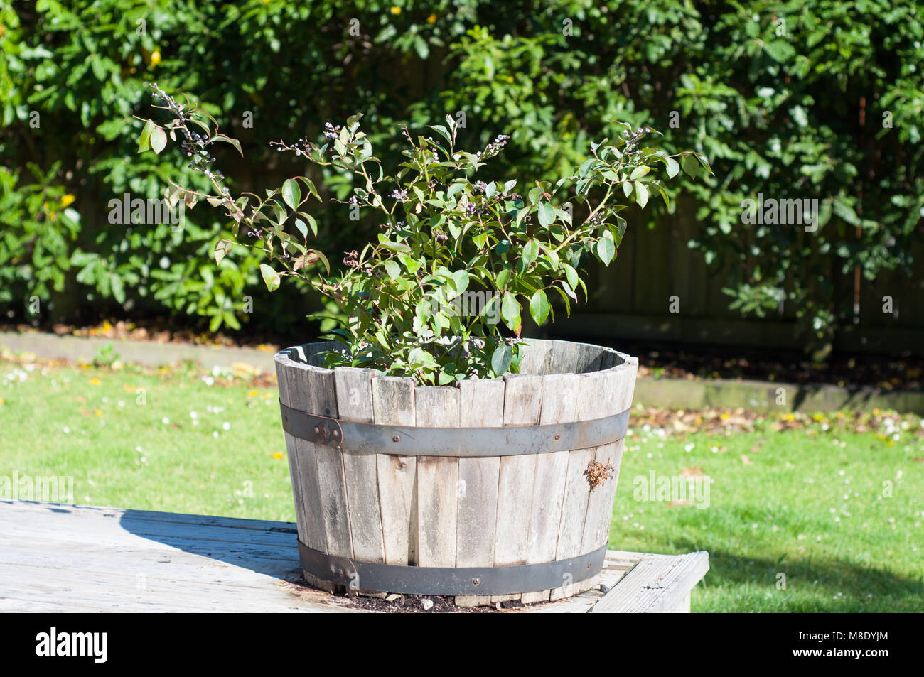 Bush In A Round Wooden Planter Stock Photo - Alamy