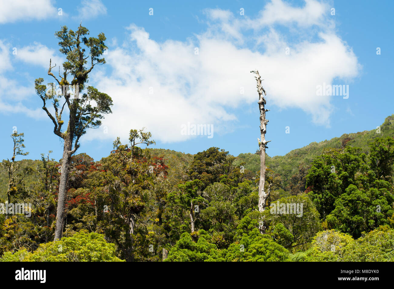 Two Trees Taller Than The Bush Stock Photo - Alamy