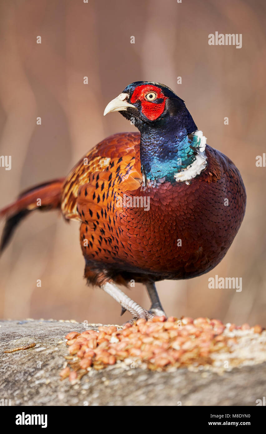 Feeding game bird hi-res stock photography and images - Alamy