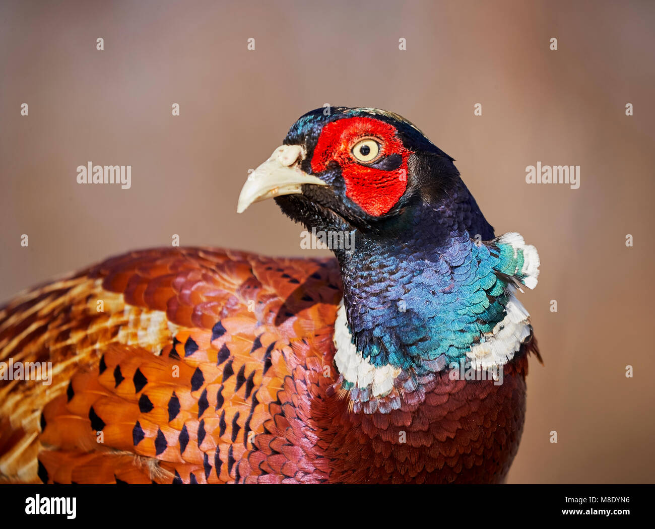 A winter Pheasant (close up) All rights reserved Stock Photo - Alamy