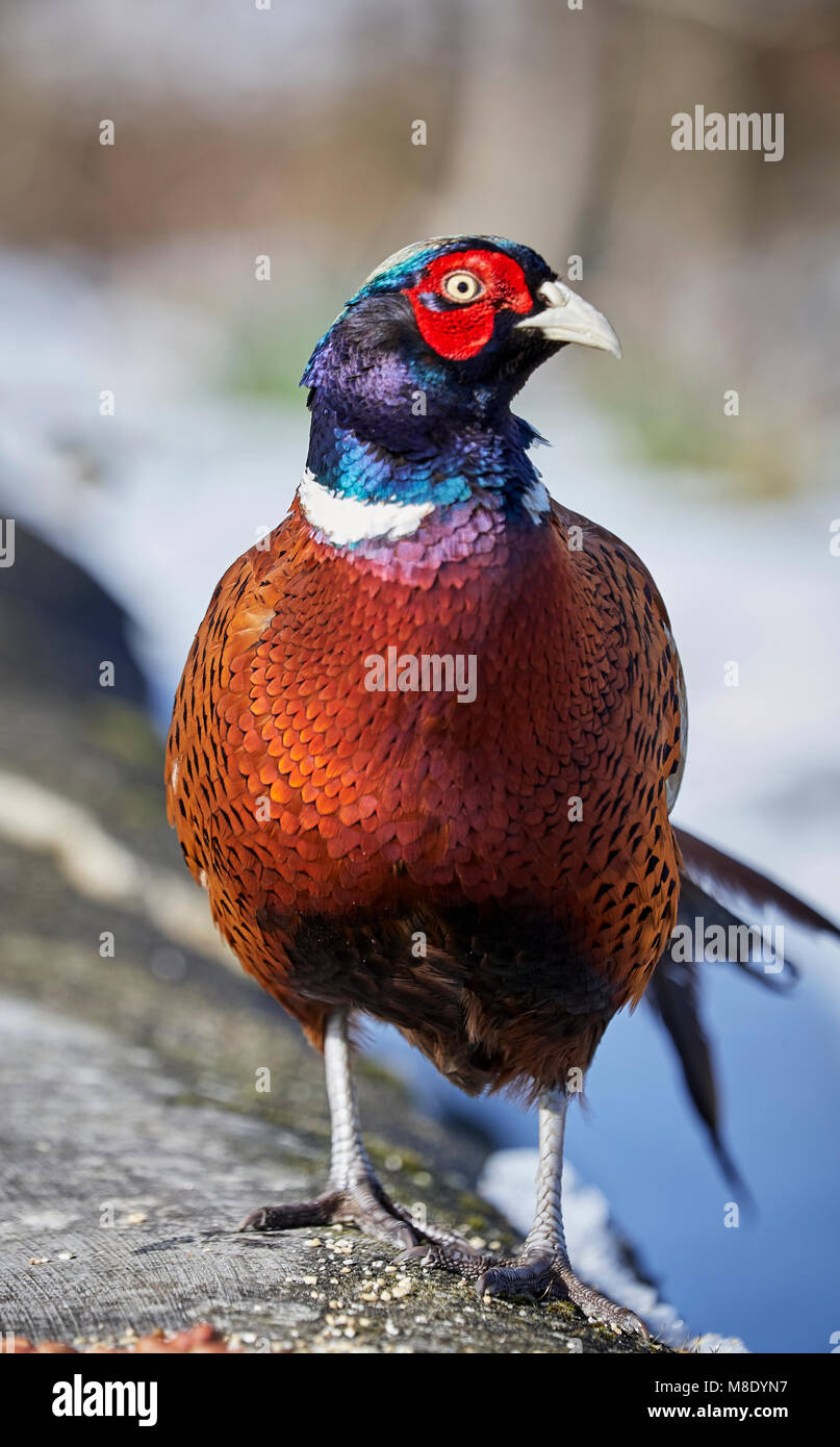 A winter Pheasant feeding (3) All rights reserved Stock Photo - Alamy