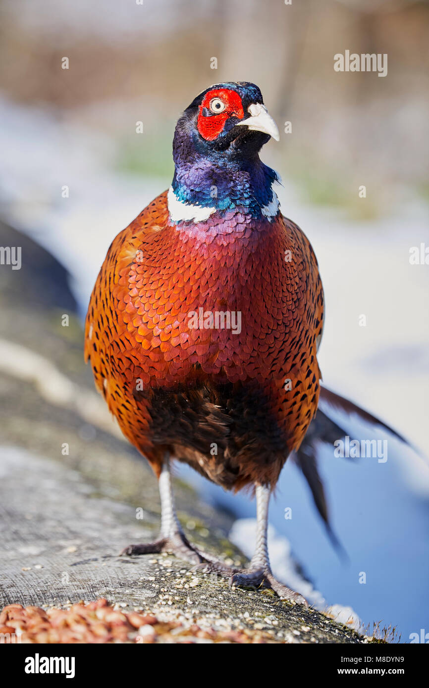 Pheasant feeding (2) All rights reserved Stock Photo - Alamy