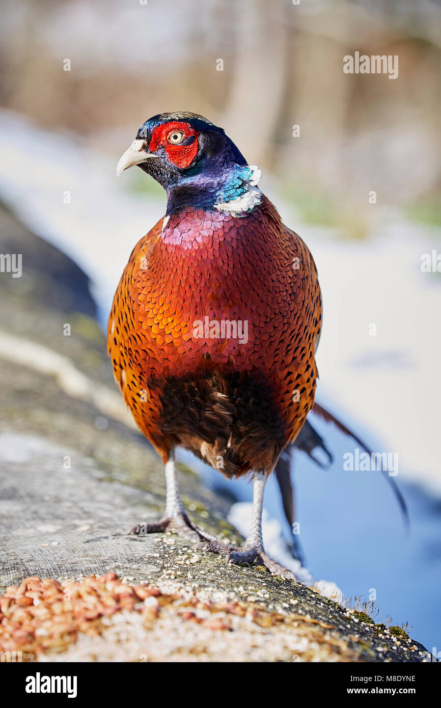 Common Pheasant feeding at Clay Bank, North Yorkshire All rights ...
