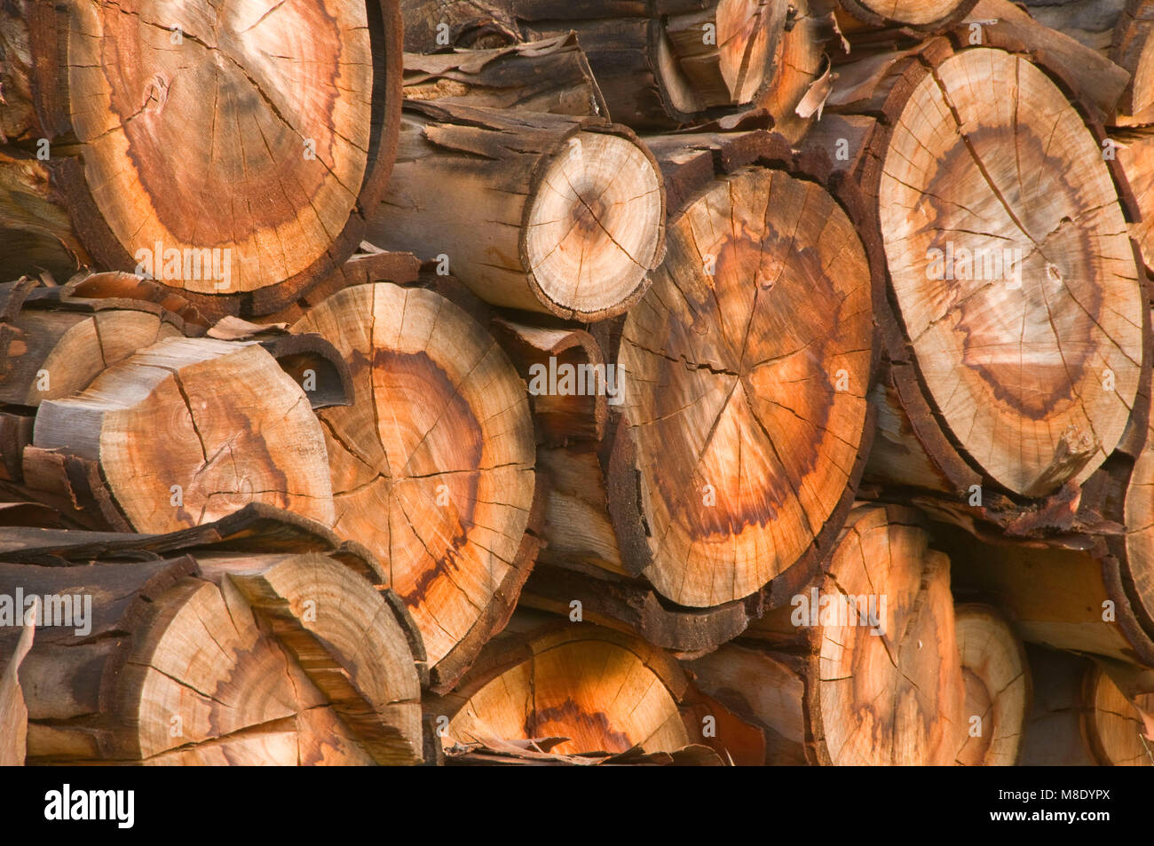 Firewood pile, Daley Ranch Conservation Area, Escondido, California ...