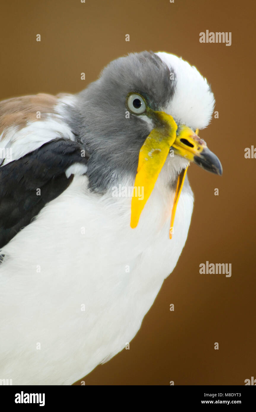 White-headed lapwing (Vanellus albiceps), San Diego Wild Animal Park ...