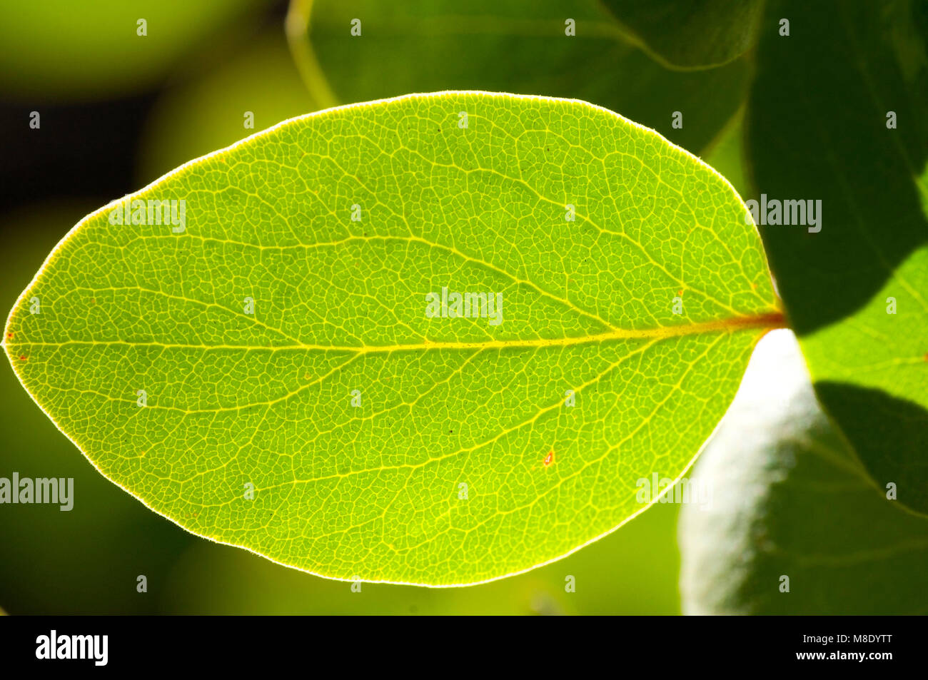 Manzanita Leaf