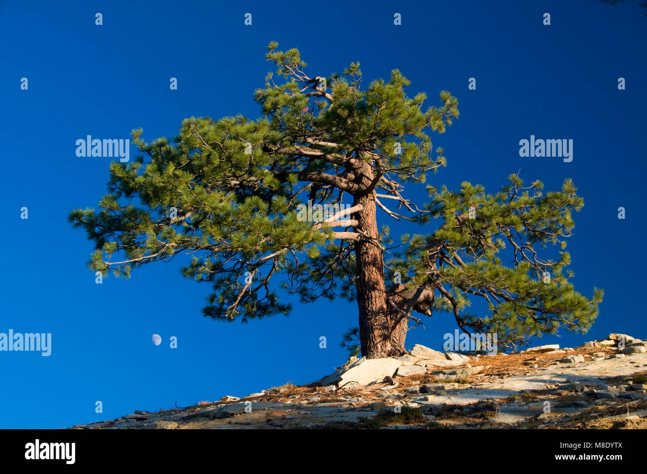 Jeffrey pine (Pinus jeffreyi) at Fresno Dome, Sierra Vista National ...