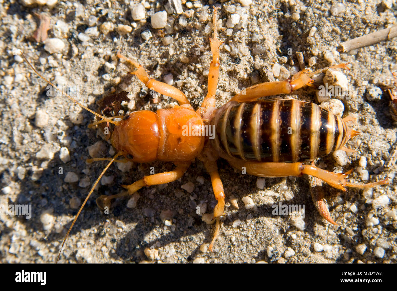 Jerusalem cricket hi-res stock photography and images - Alamy