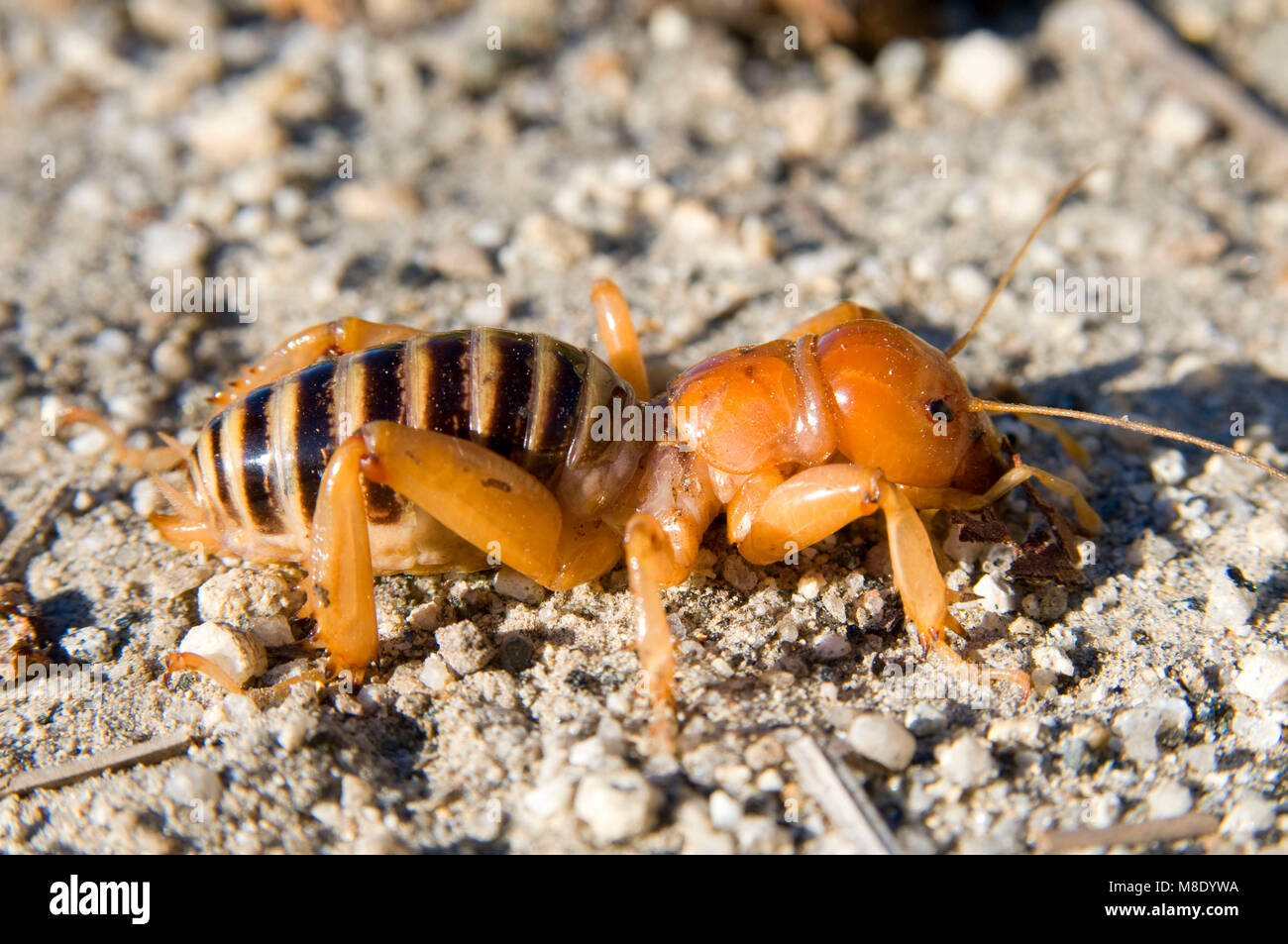 Jerusalem cricket hi-res stock photography and images - Alamy