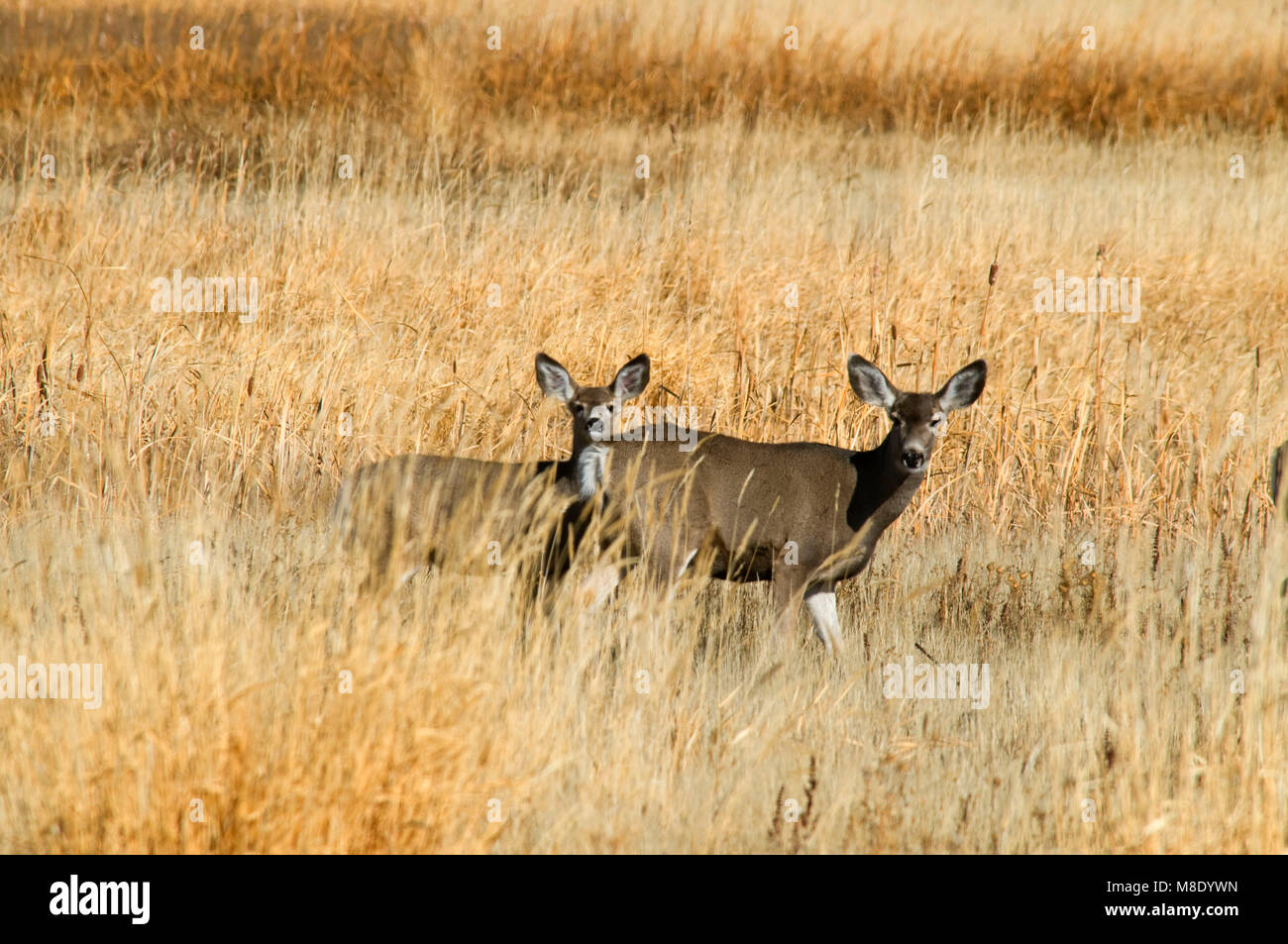 Modoc hi-res stock photography and images - Alamy