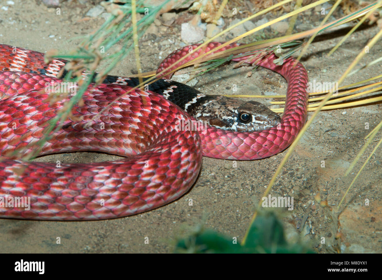 Red Coachwhip Snake
