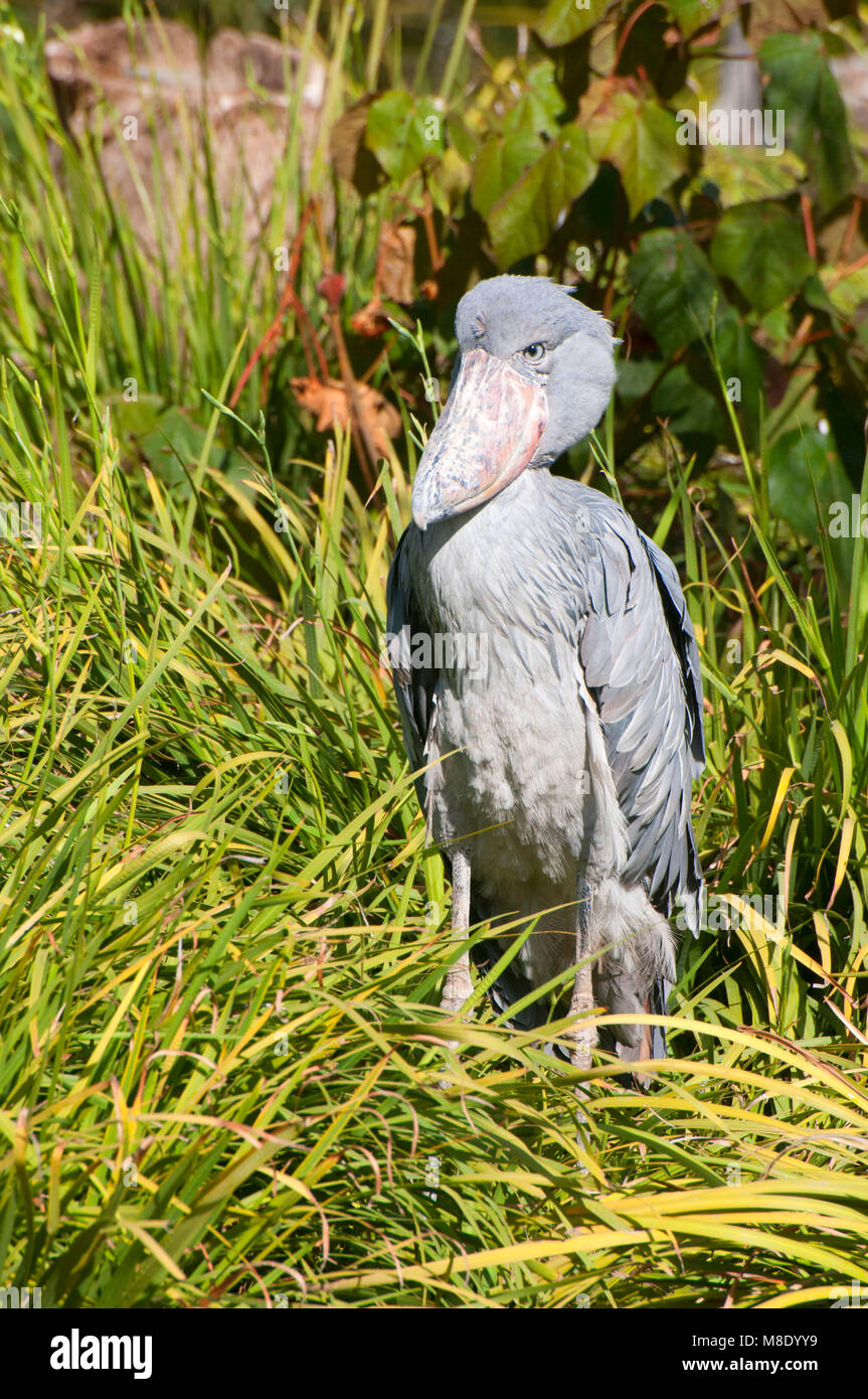 Shoebill (Balaeniceps rex), San Diego Zoo Safari Park, San Diego County ...