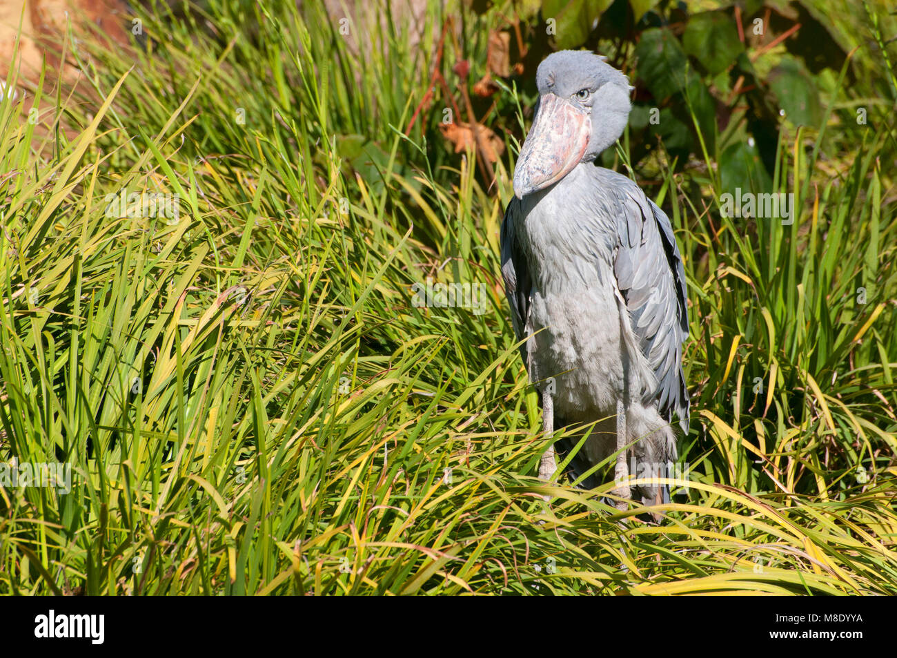 Shoebill (Balaeniceps rex), San Diego Zoo Safari Park, San Diego County ...