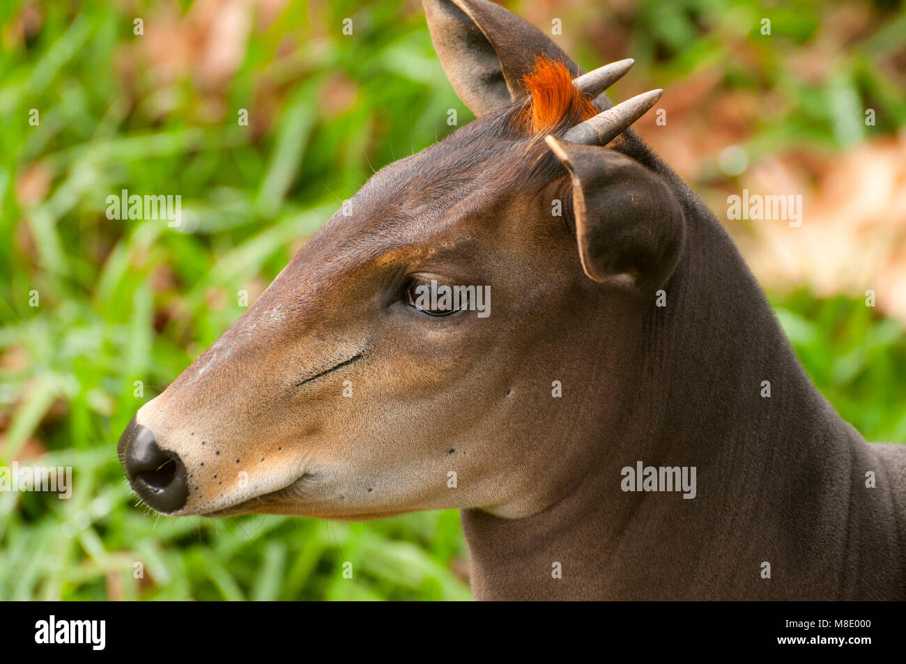 Yellow-backed duiker (Cephalophus silvicultor), San Diego Zoo Safari ...