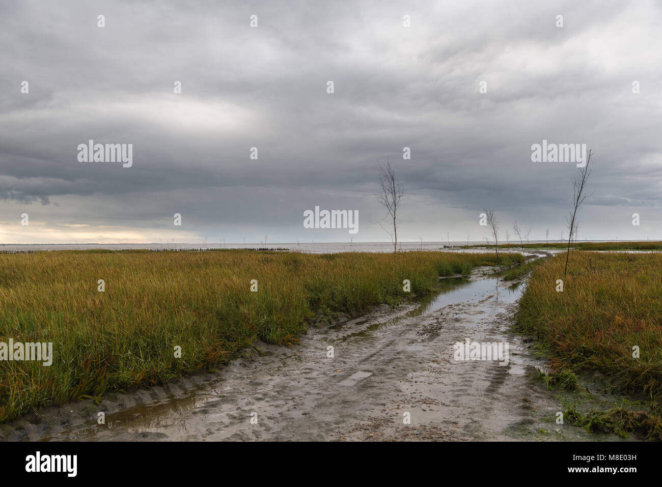 North Sea island of Mandø, UNESCO world natural heritage, Ribe, Jutland ...