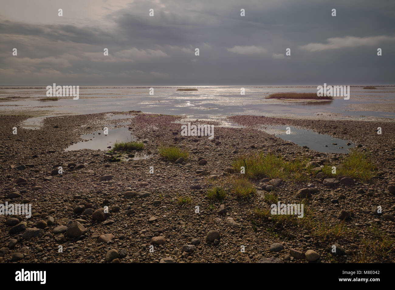 North Sea island of Mandø, UNESCO world natural heritage, Ribe, Jutland ...