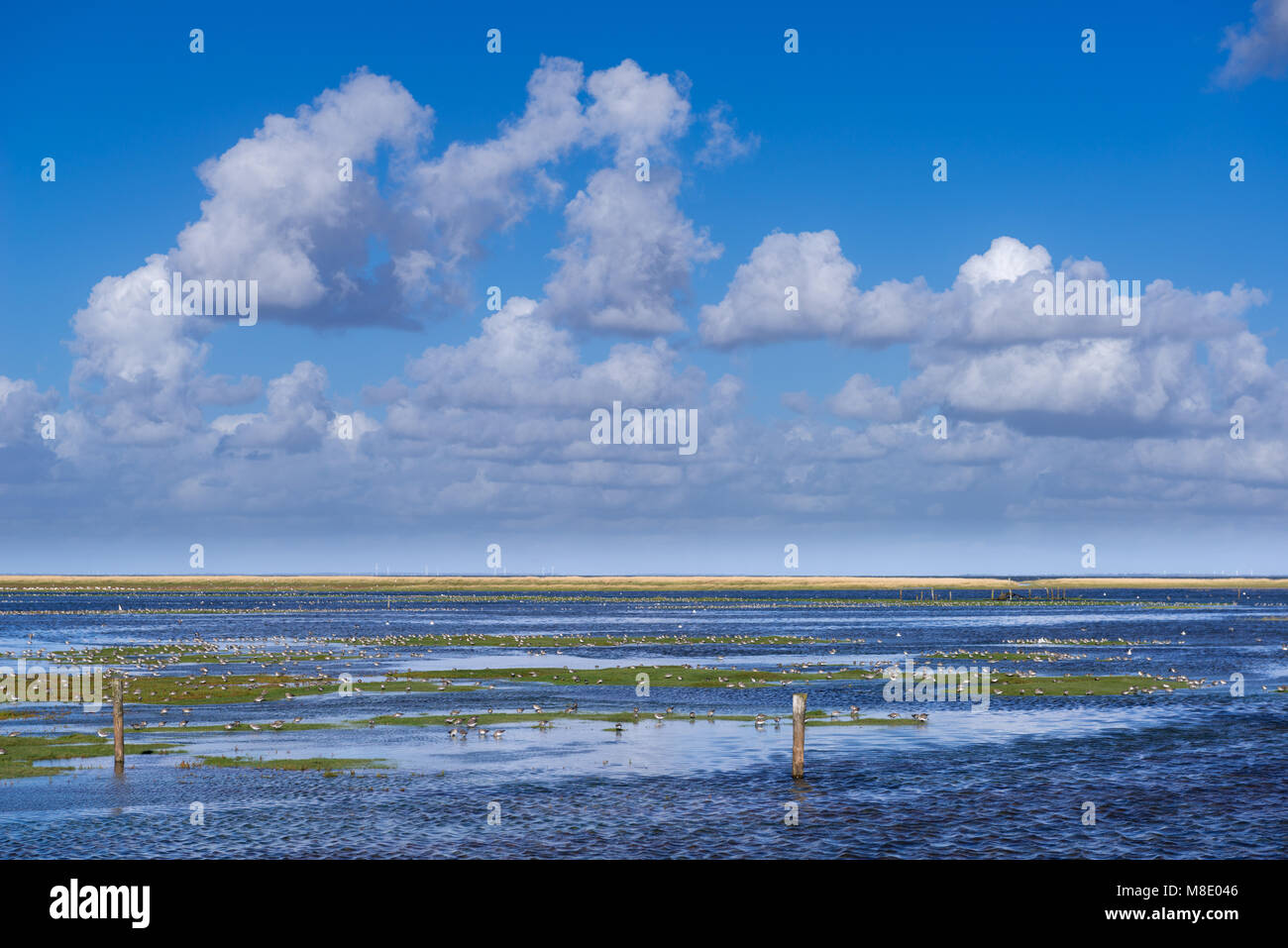 North Sea island of Mandø, UNESCO world natural heritage, Ribe, Jutland ...