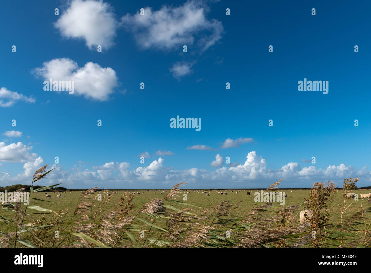 Farming on the Danish North Sea island of Mandø, UNESCO world natural ...