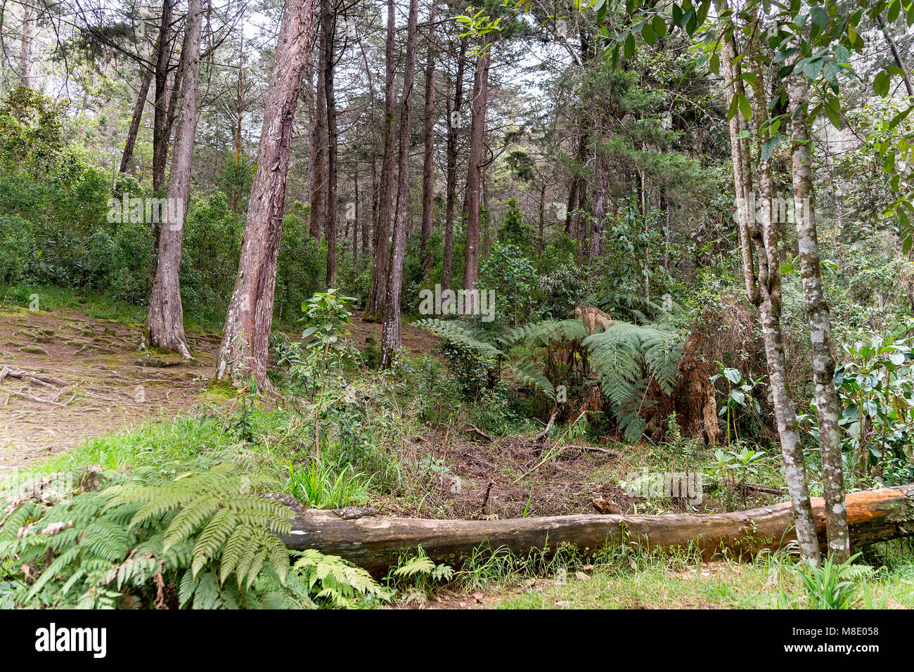 Arvi Park's Natural Landscapes in Medellin Stock Photo - Alamy
